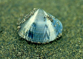 帘蛤目 Veneroida 蓝色动物学（中国动物学科普）